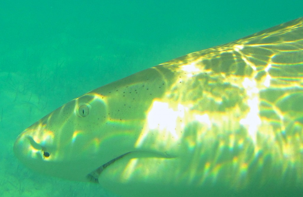 Some of the Latest Fish Pics - Bonefish Unlimited Turks & Caicos ...