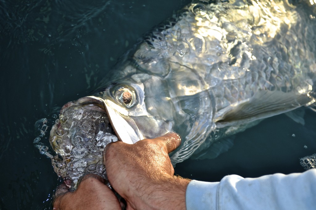 The Bone Collector - Bonefish Unlimited Turks & Caicos Bonefishing